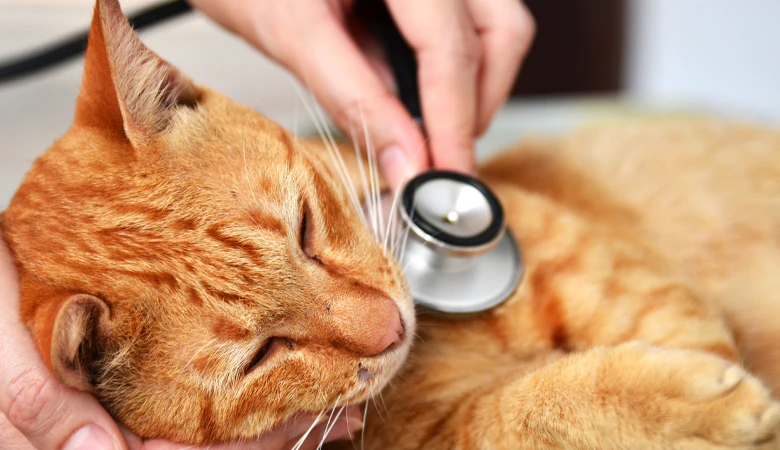 Katzenschnupfen | Tipps und Behandlung | Medpets | Medpets.at